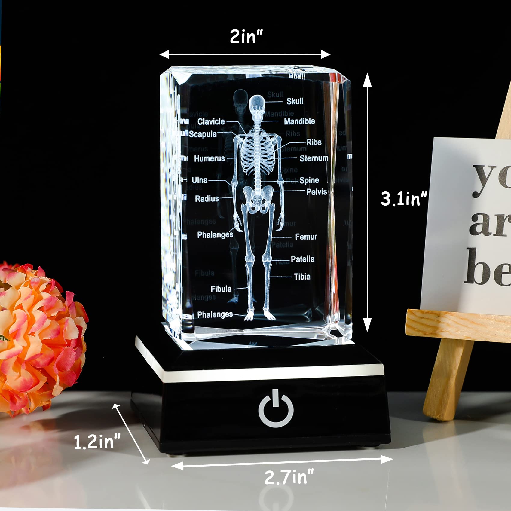 Snapklik.com : Movdyka 3D Human Skeleton Anatomy Model Doctor ...