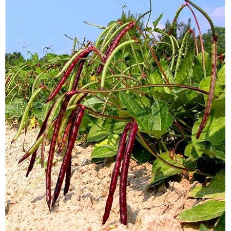 Amazon.com : Colossus Cowpea - 9Ω" Long pods!! A Southern Favorite ...