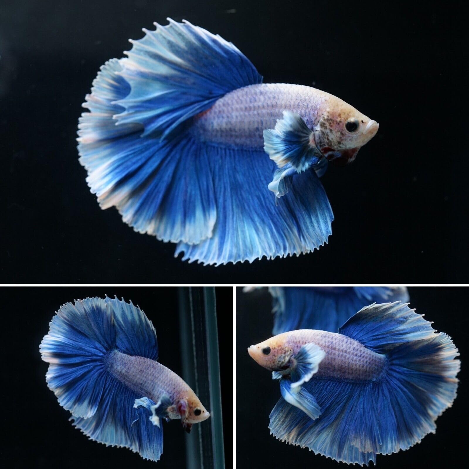 Pez Macho Blanco Splendens