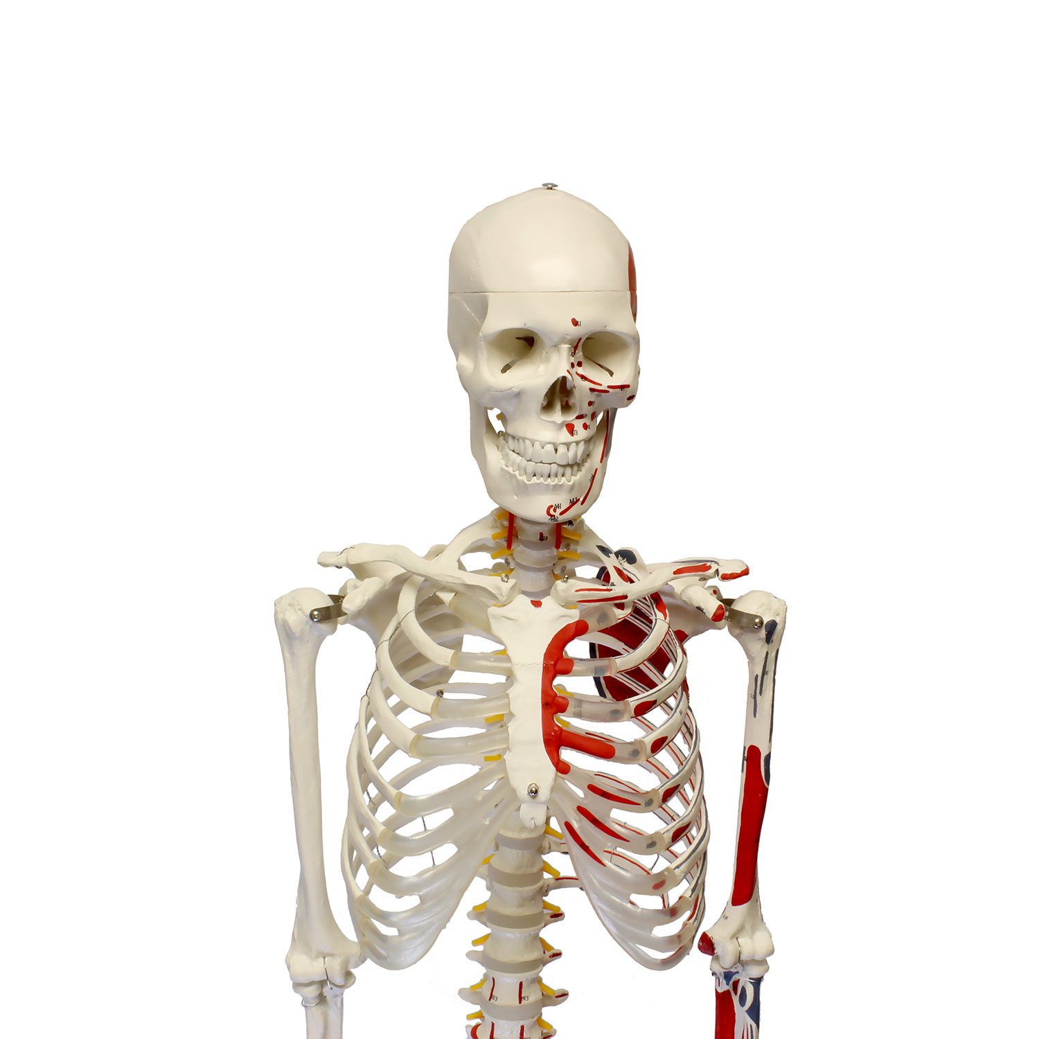 Buy MonMed Numbered Medical Skeleton Model, Life Size Skeleton Model ...