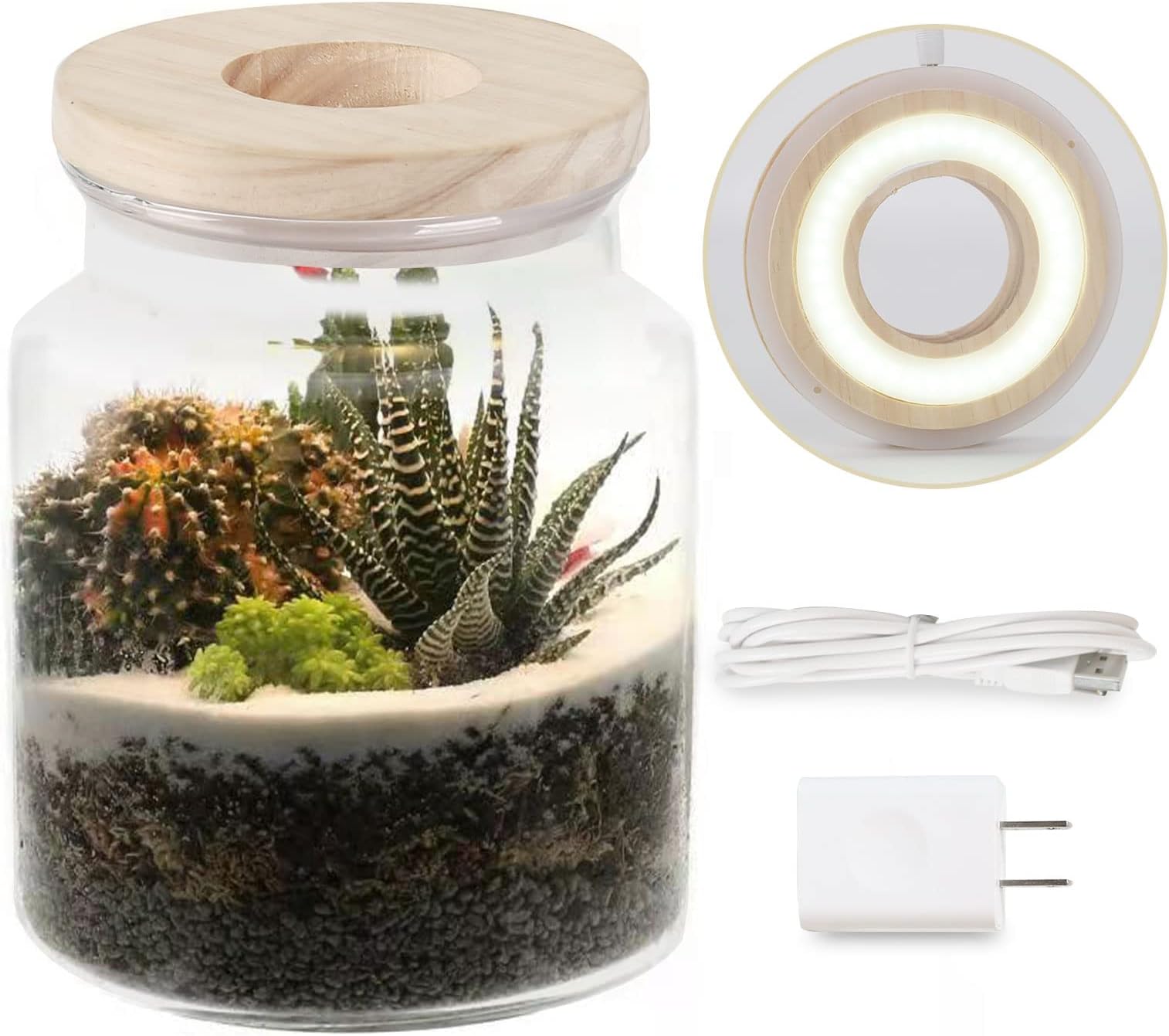 Amazon.com : Desktop Glass Plant Terrarium with Grow Light (H:7.8" D:4 ...