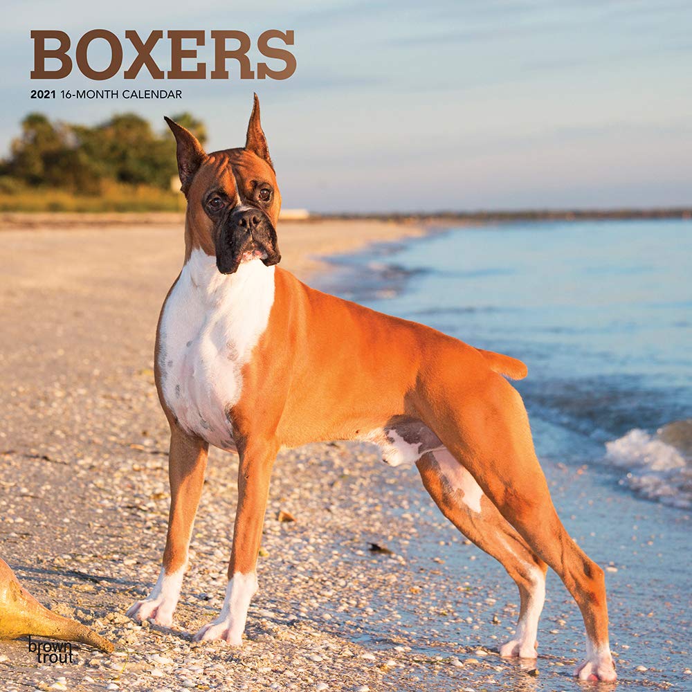 Amazon.com: Boxers 2021 12 x 12 Inch Monthly Square Wall Calendar with ...