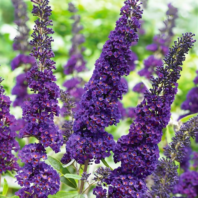 Amazon.com : Black Knight Butterfly Bush Live Plant | 4 Inch Tall ...
