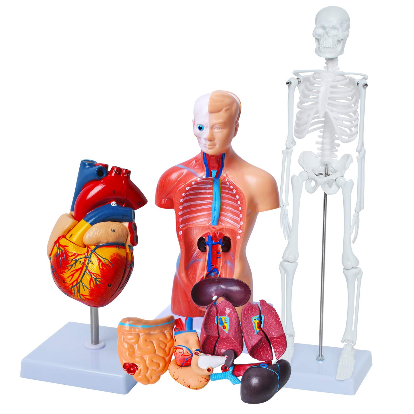 Human Torso Body Anatomy Model With Human Heart Model Skeleton ...