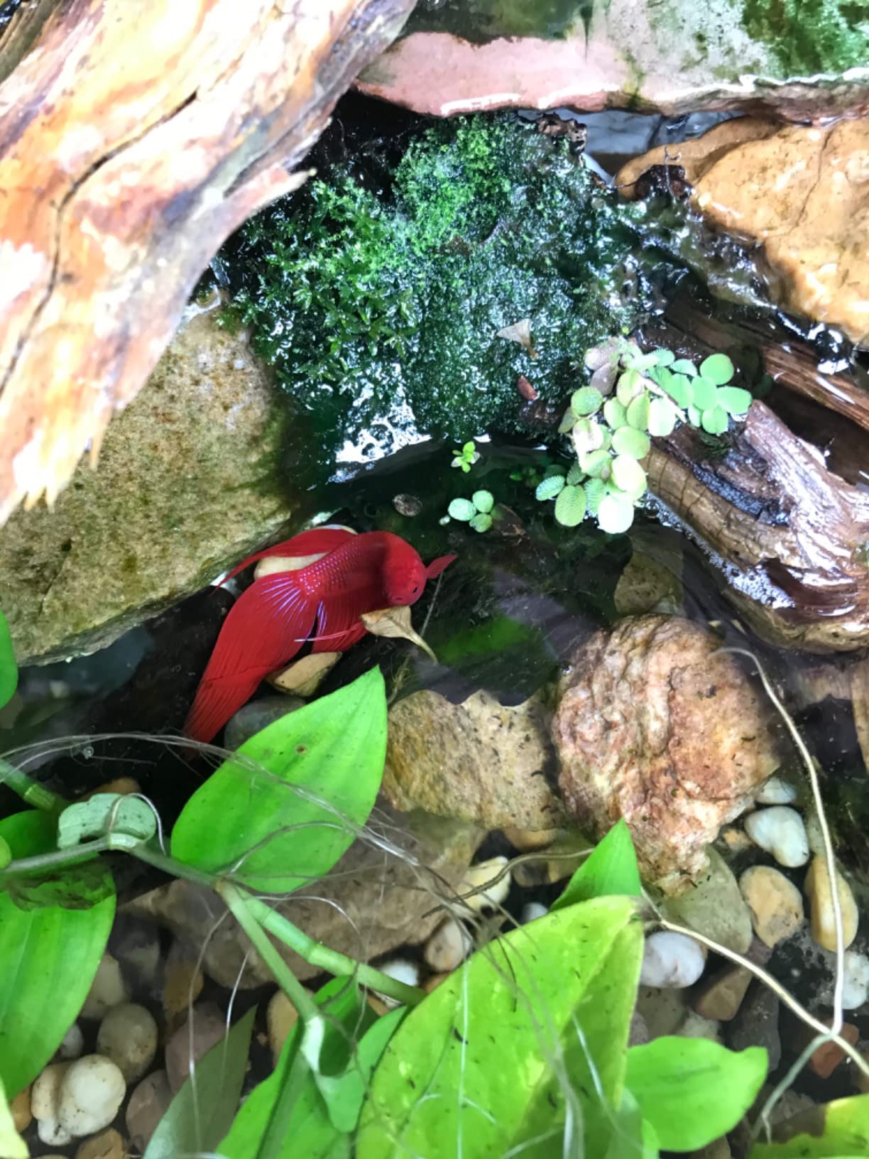 $23/mo - Finance Aquascape 78325 AquaGarden Pond and Waterfall Kit ...