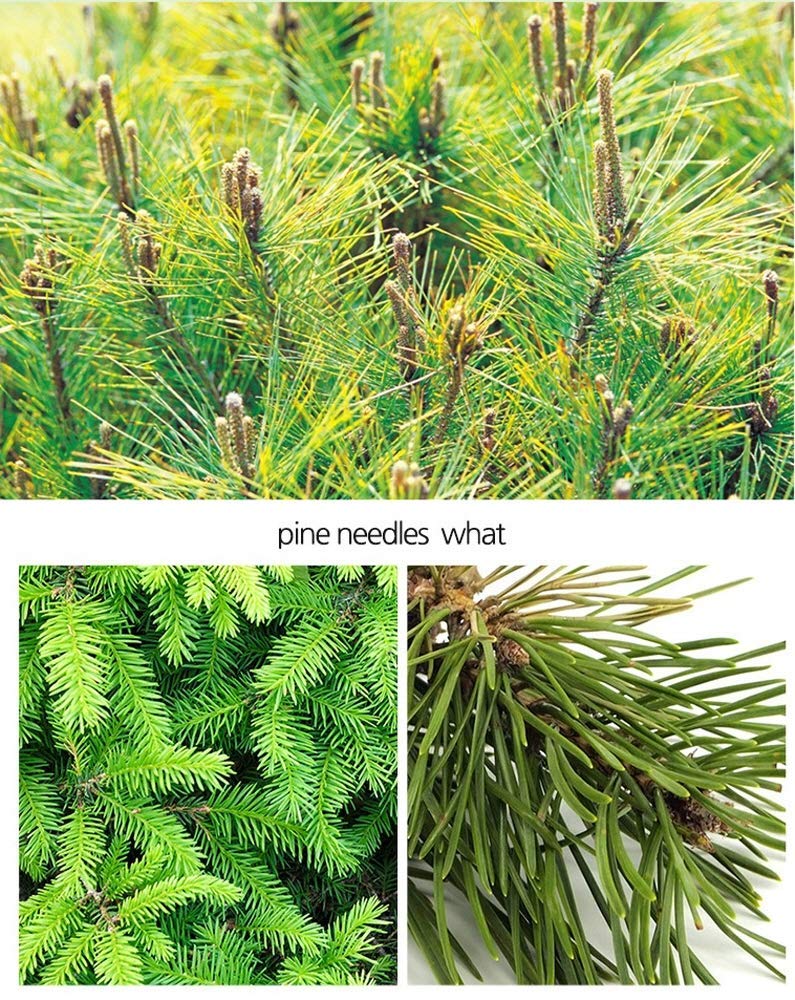 Western Pine Needle