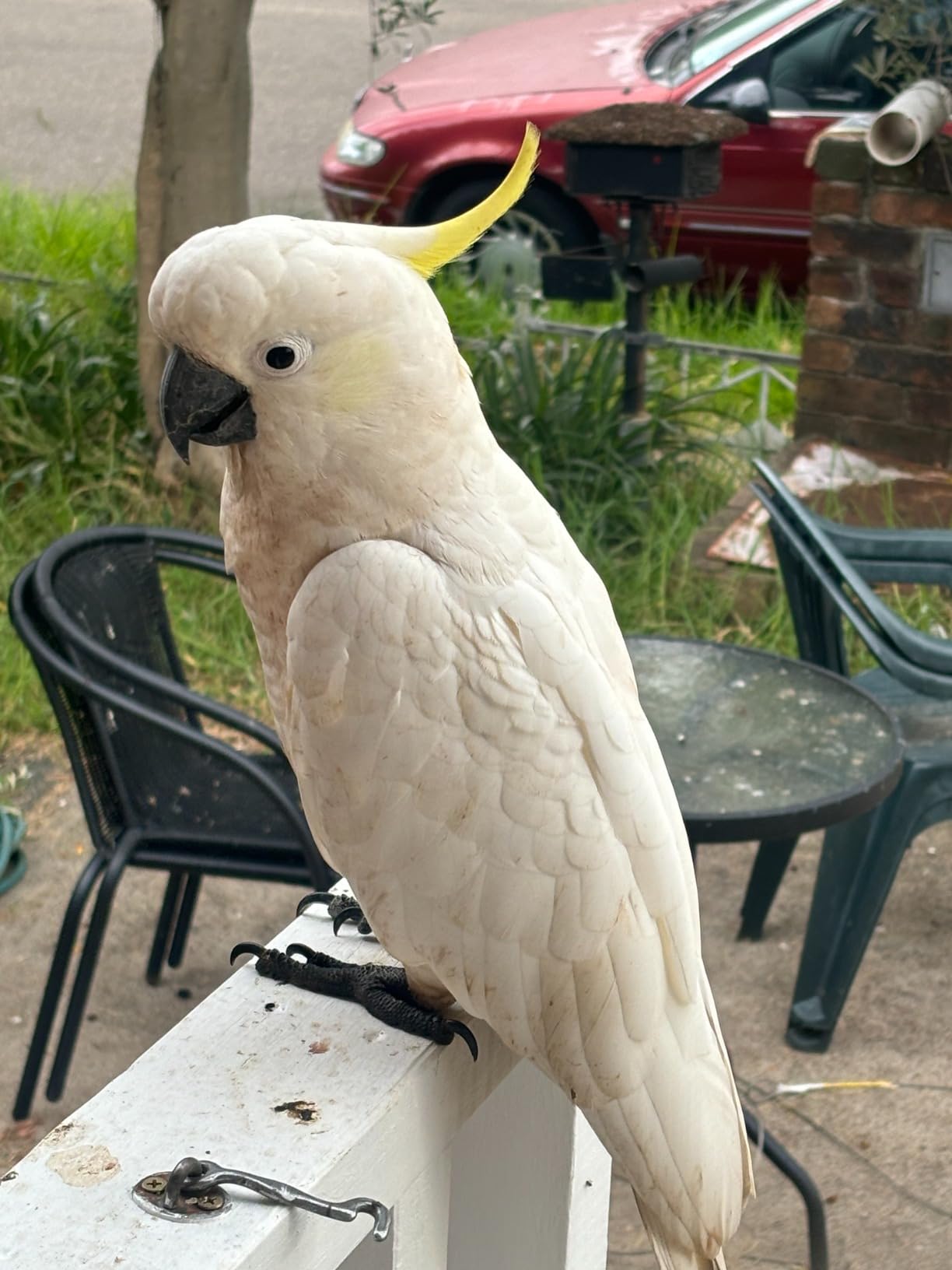 Harmony Wildbird 8Kg : Amazon.com.au: Pet Supplies