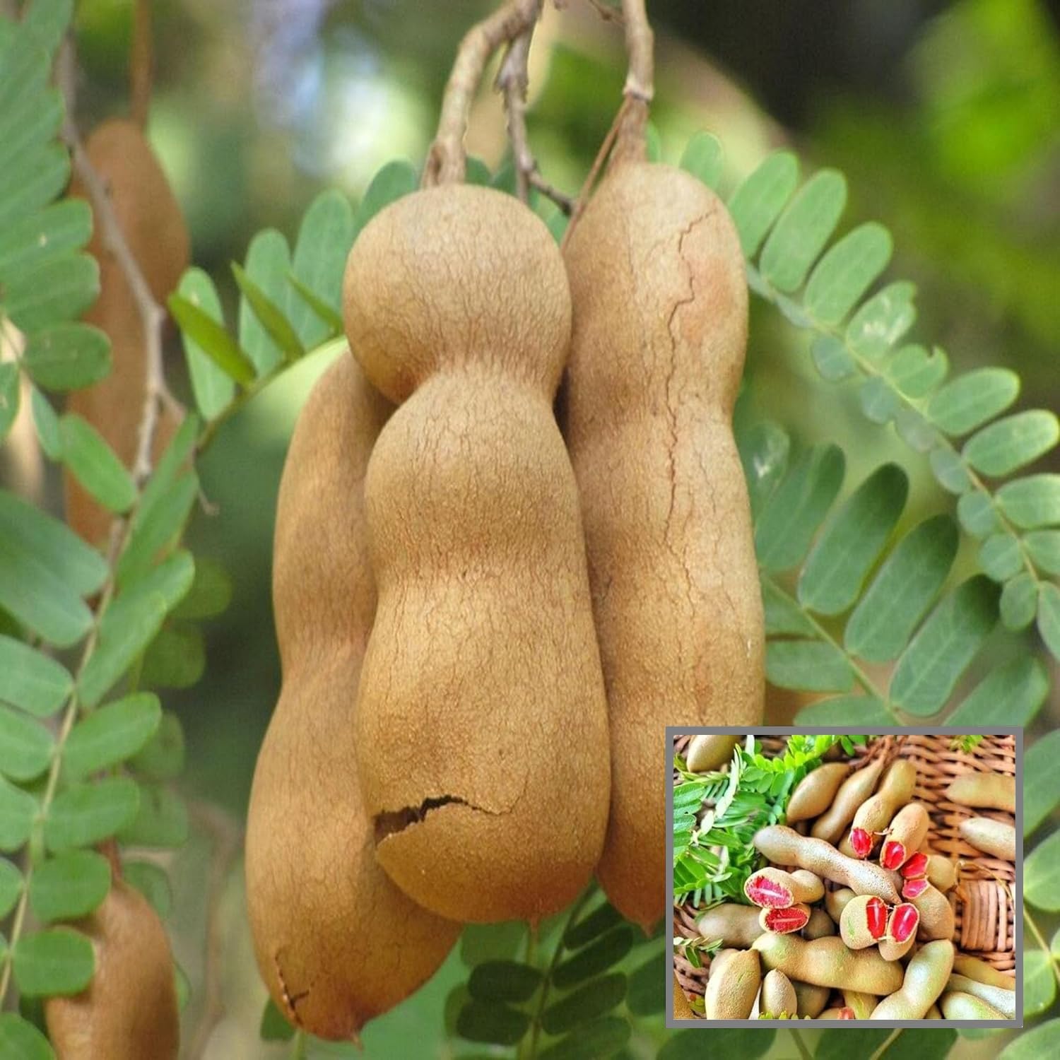 HAPING Red Sweet Tamarind Imli Grafted Fruit Live Plant (1.5-3 Feet ...