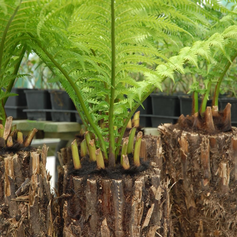 RHS AGM Dicksonia Antarctica - Australian Tree Fern - Stunning ...