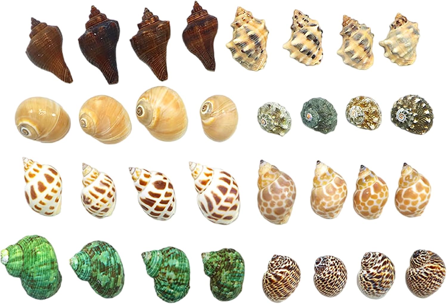 COYOUCO Hermit Crab Shells Hermit Crab Supplies Small To Medium Hermit ...