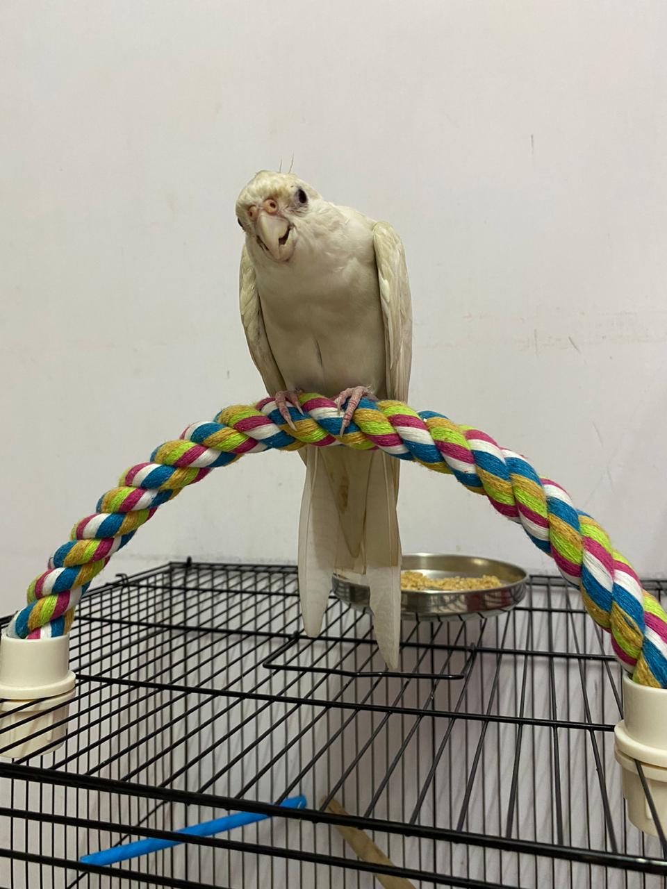 JW Comfy Perch 14 Inch for Birds, Flexible Multi-Colour Rope Perch for ...