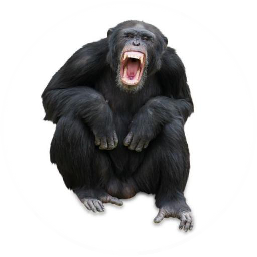 Animal Talkies - App on Amazon Appstore