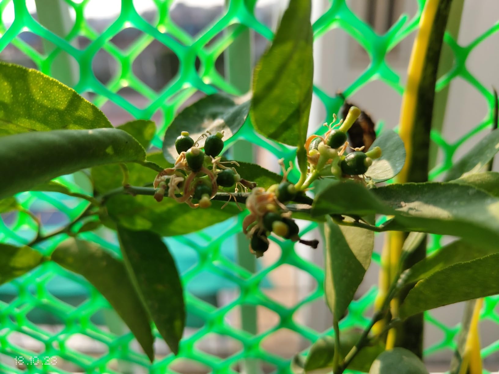 M-Tech Gardens Rare Red Lemon (Australian Red Lime) 1 Healthy Seedling ...