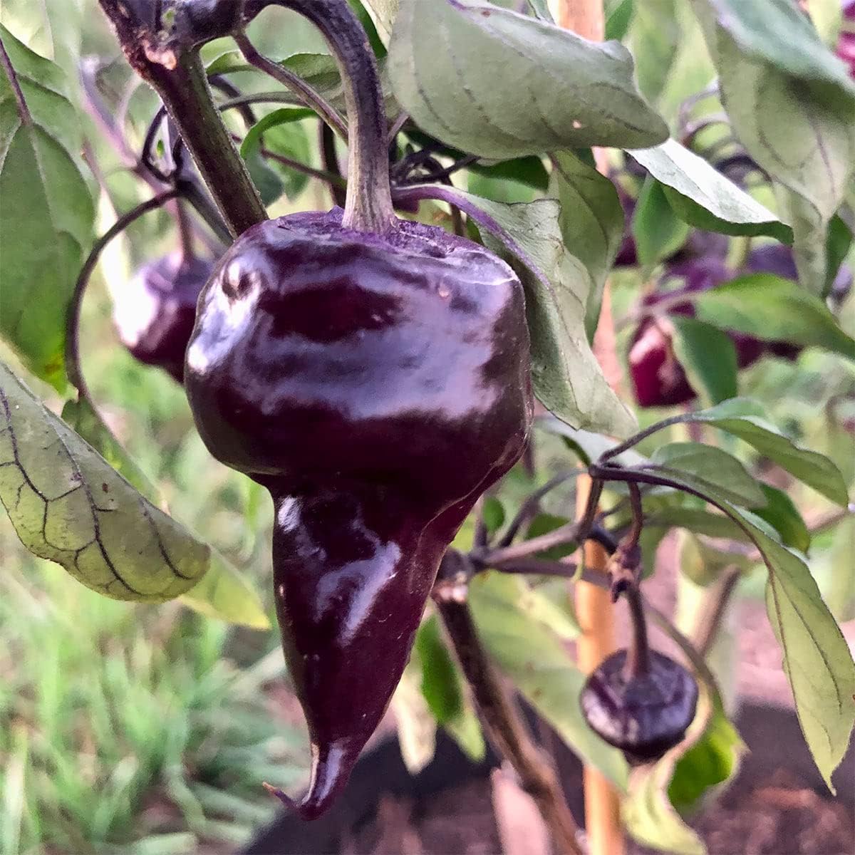 Amazon.com : Pepper Joe's Purple UFO Pepper Seeds, Hot Pepper Seeds ...