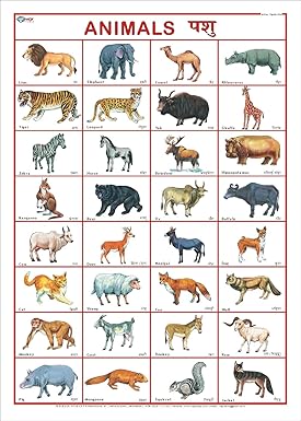 Buy Animals Chart (50 x 70 cm) Book Online at Low Prices in India ...