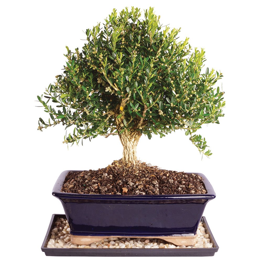 Boxwood Bonsai Tree
