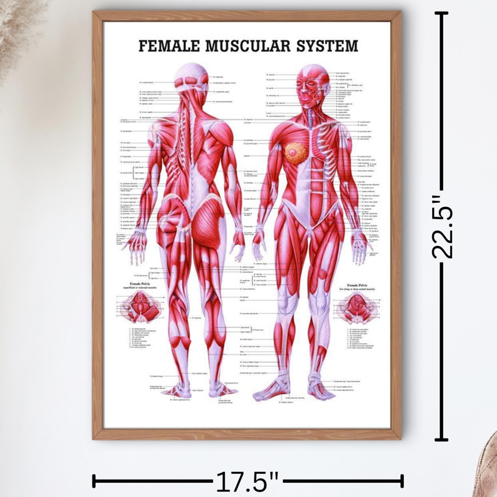 Diagrama Del Sistema Muscular Femenino El Gráfico Muestra Los