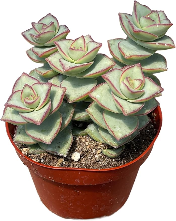 Amazon.com : 4" Crassula String of Buttons Succulents Plants Live, Rare ...