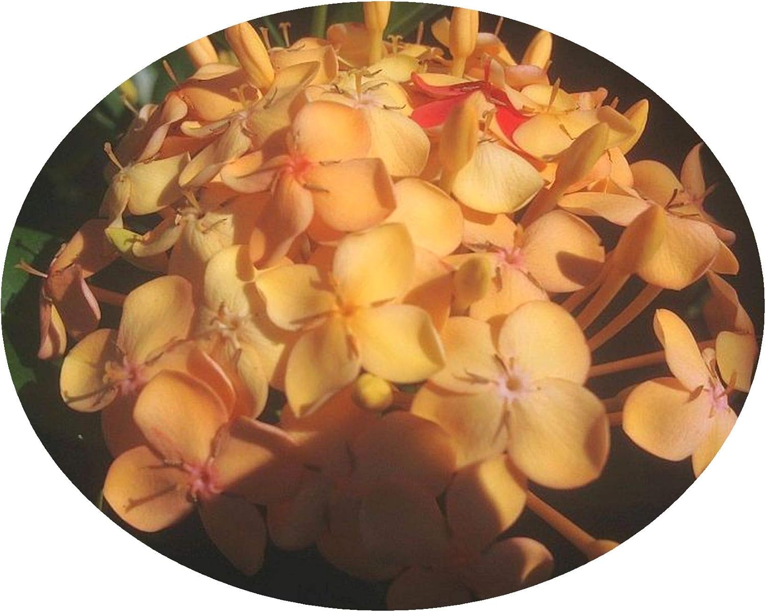 Amazon.com : Maui Sunset Yellow - Ixora coccinea cv - Live Tropical ...