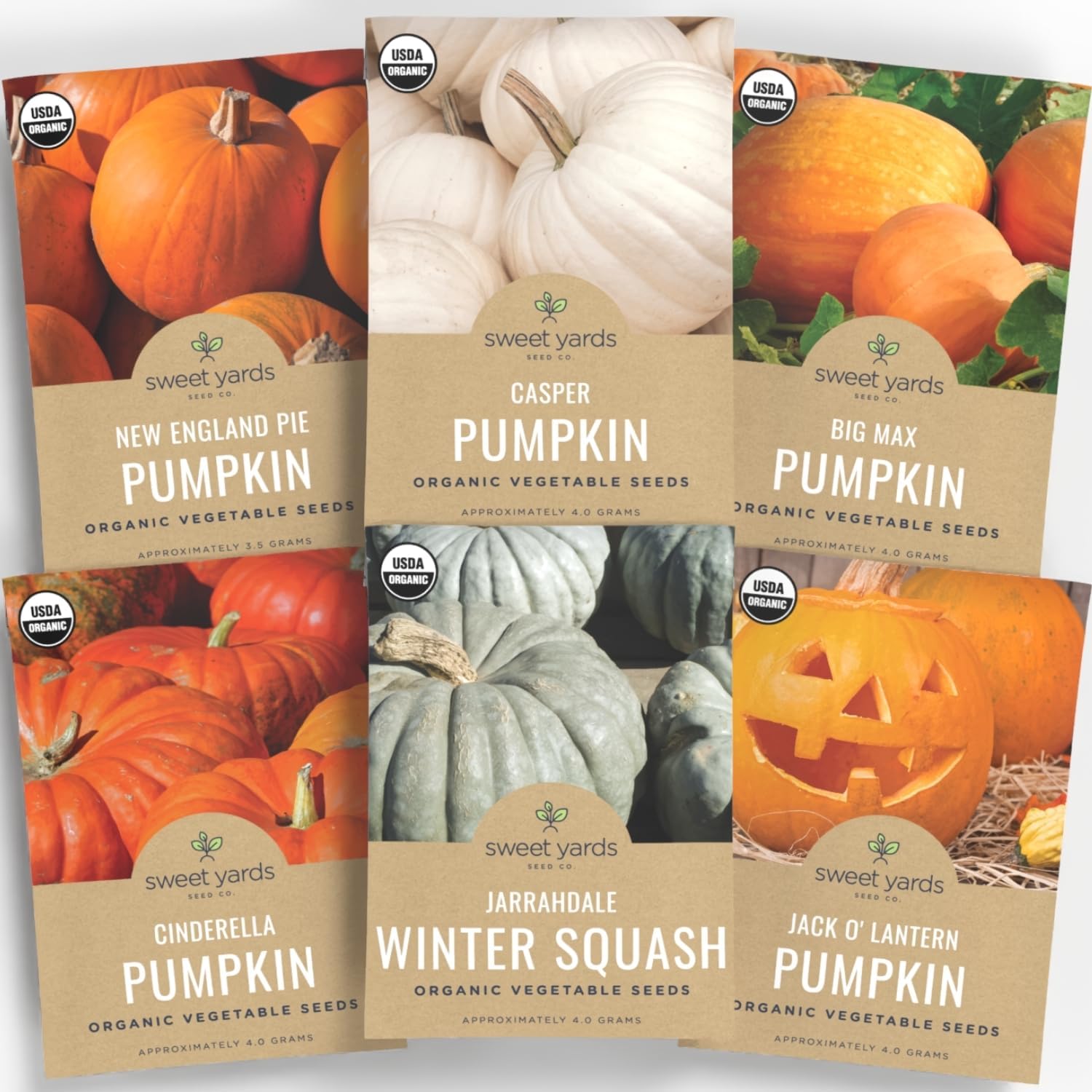 Amazon.com : Kakai Hulless Oilseed Pumpkin - 25 Seeds - Austrian Pumpkin Variety, Styrian ...