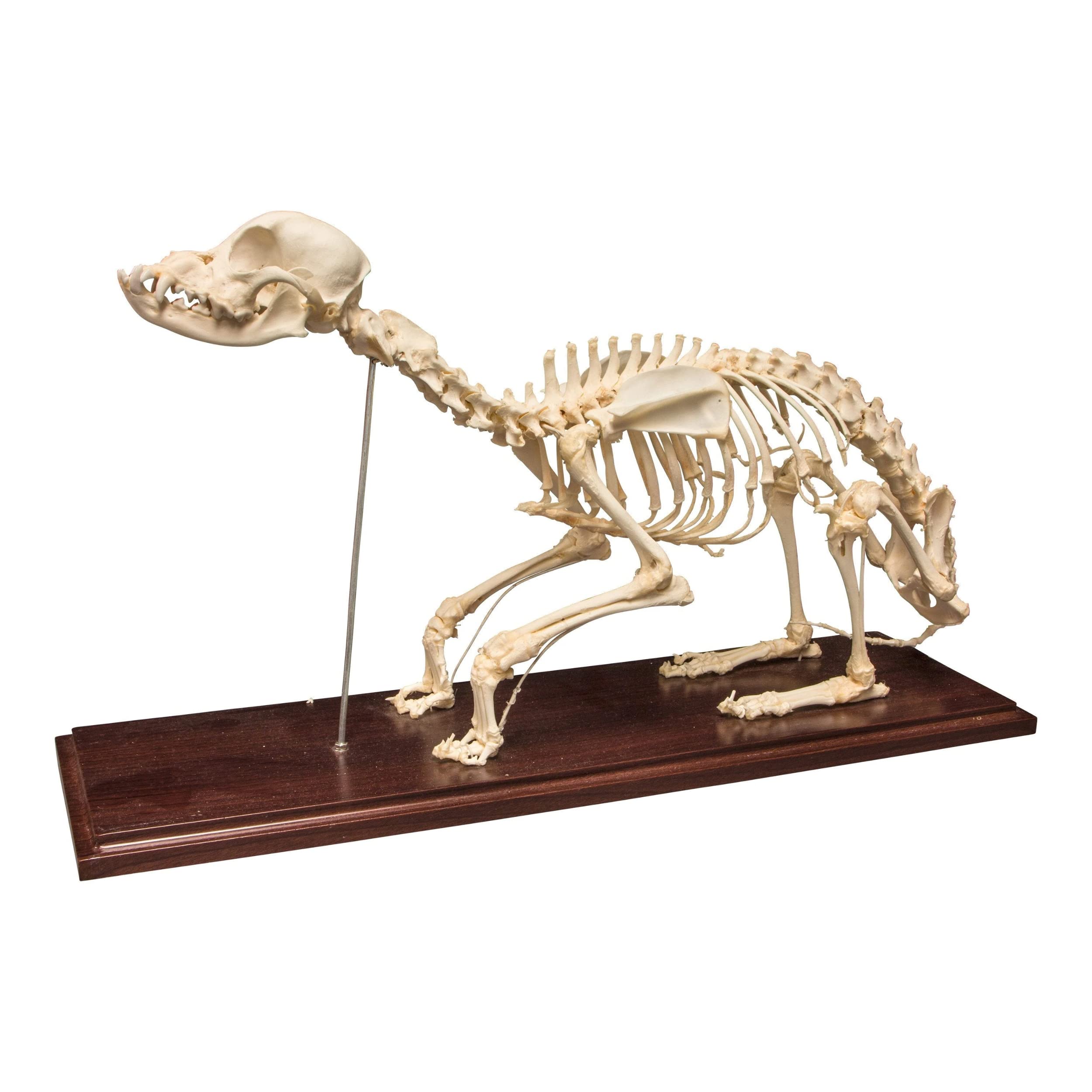 Do Dogs Have False Ribs