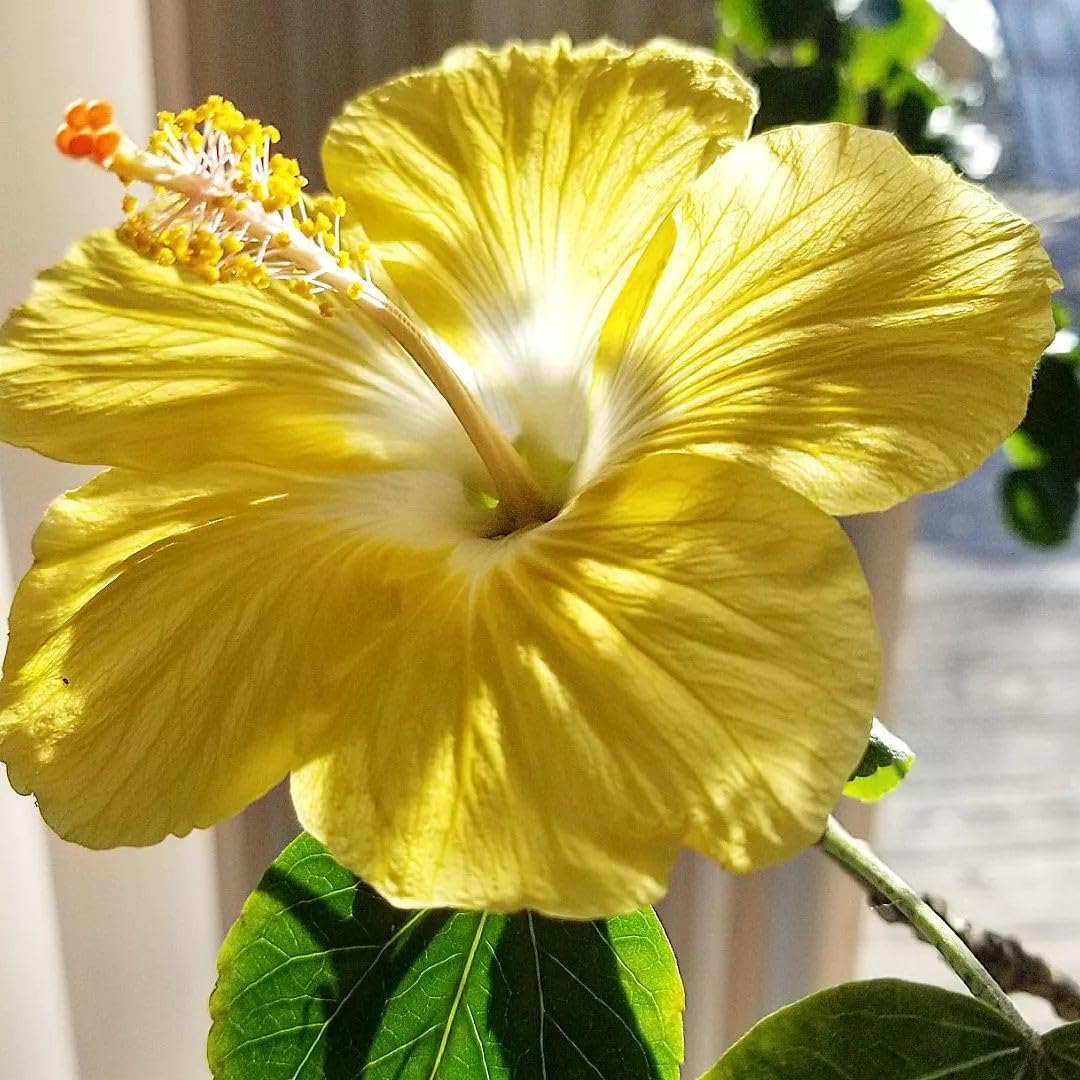 Baishnab Hibiscus Plant Hibiscus Yellow Live Flower Plant CF[33003911 ...