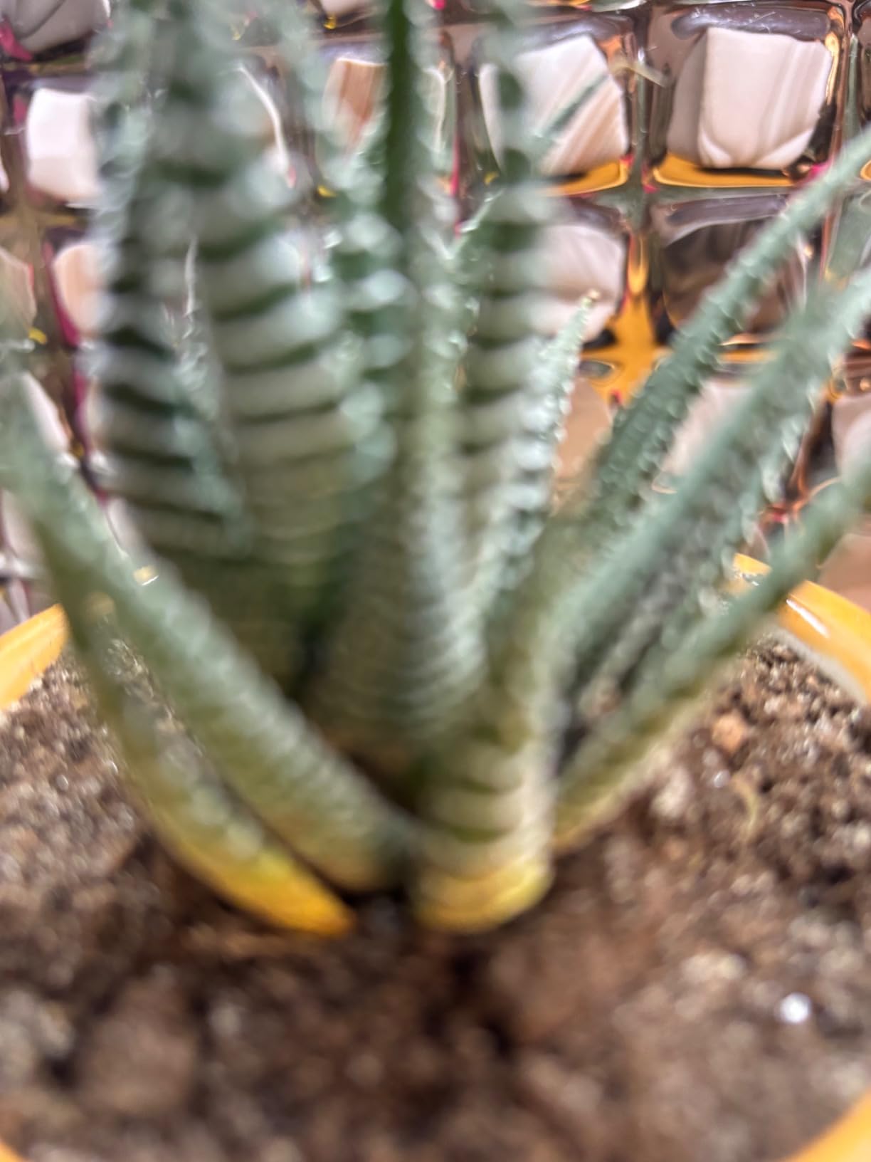 EverSneh Real Live Zebra Plants Haworthias Succulent - Low Maintenance ...