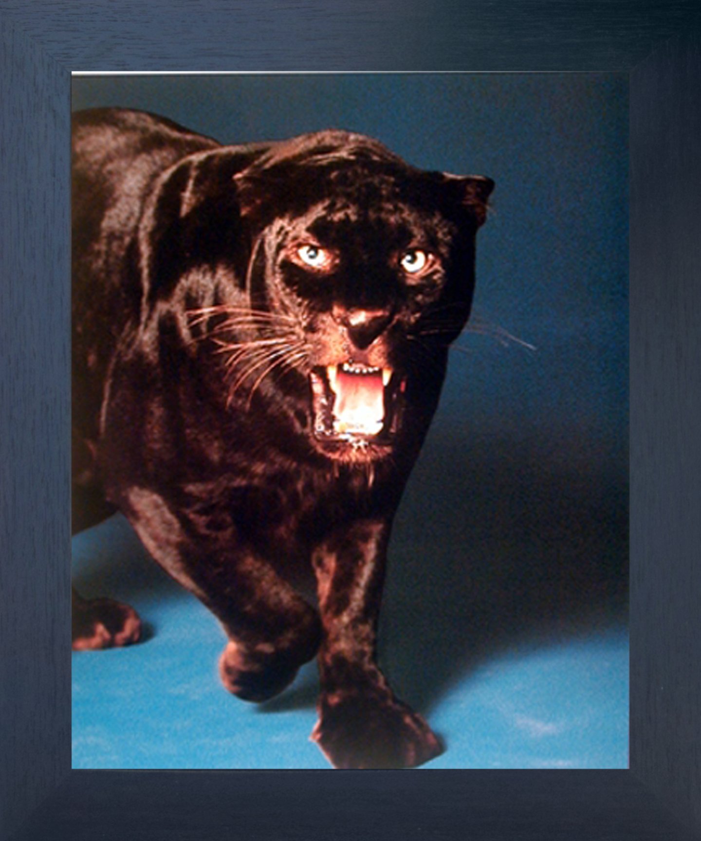 Angry Panther Animal