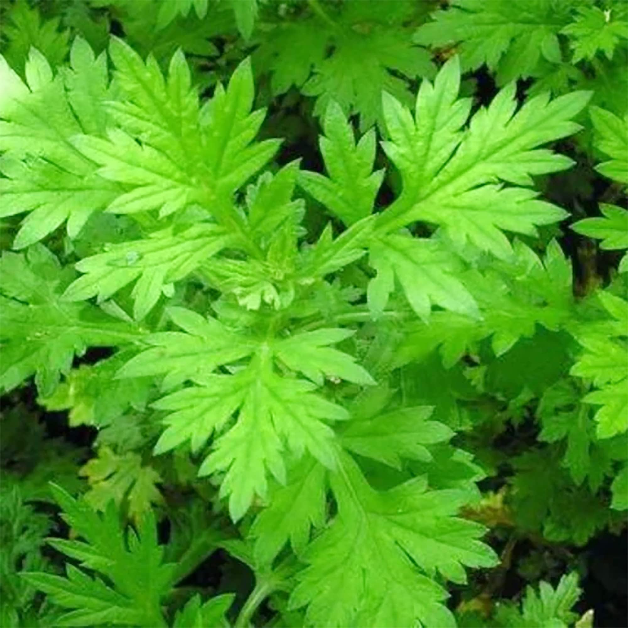Amazon.com : QAUZUY GARDEN 100 Mugwort Seeds (Artemisia Vulgaris) Wild ...