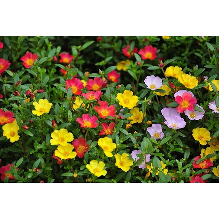 Buy Portulaca Grandiflora Seed Mix Garden Purslane Double Flower Moss ...