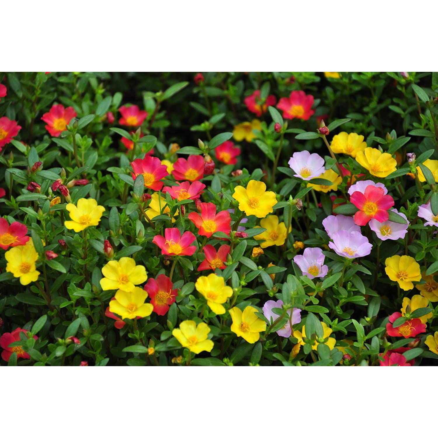 Buy Portulaca Grandiflora Seed Mix Garden Purslane Double Flower Moss ...