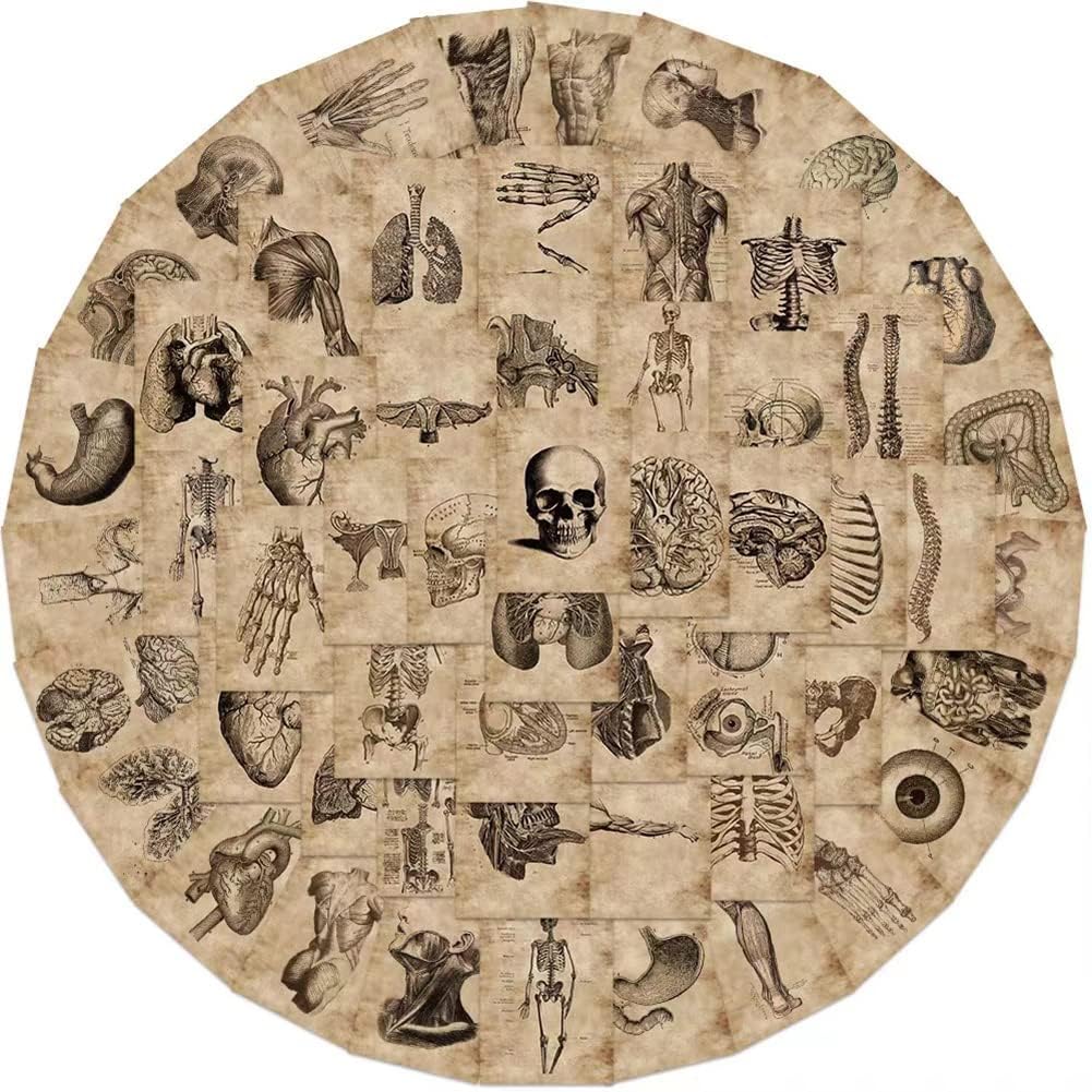 Amazon.com: Human Body Organ Stickers |50Pcs Human Anatomy Waterproof ...