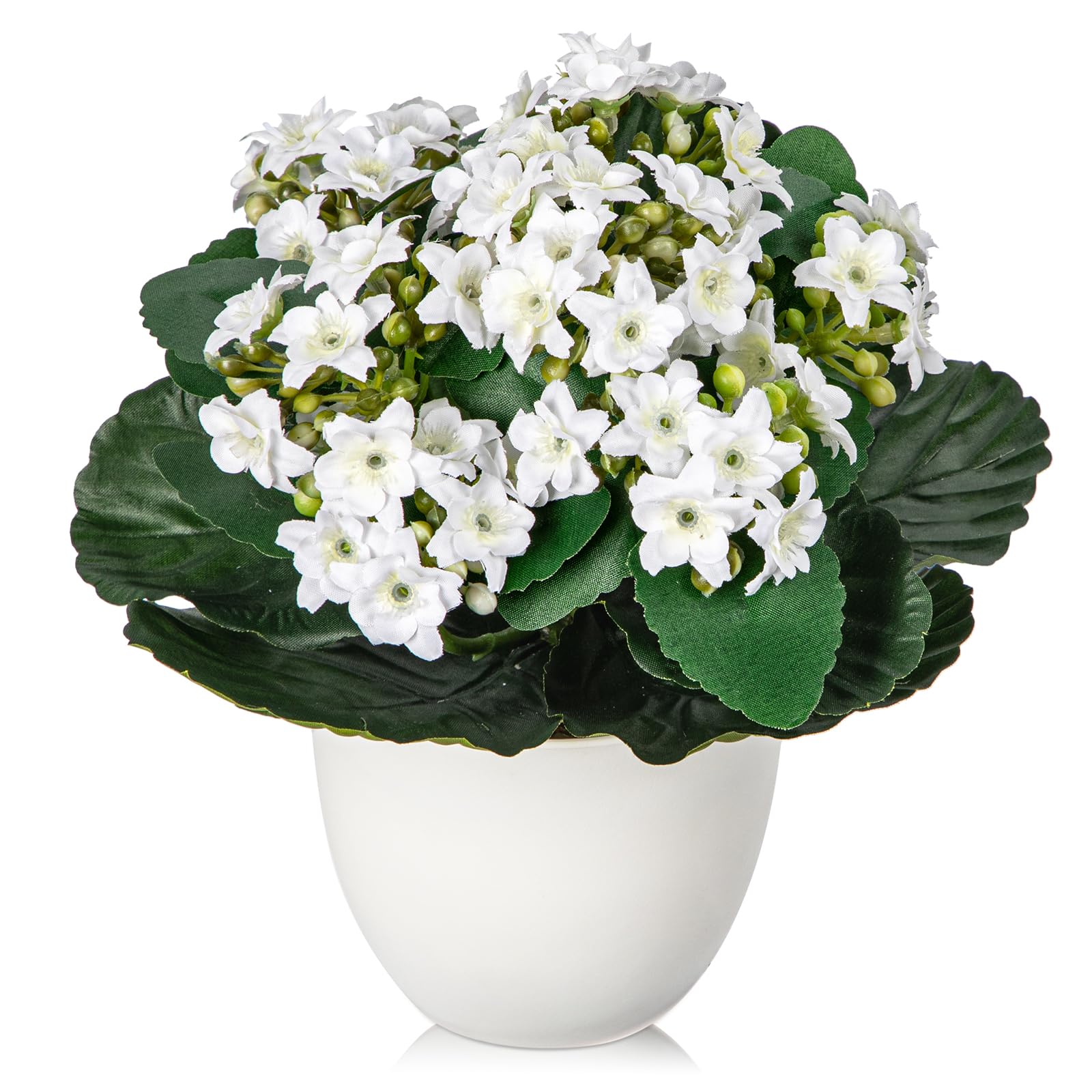 Planta Con Flores Kalanchoe Cuidados Del Kalanchoe: Descubre Como