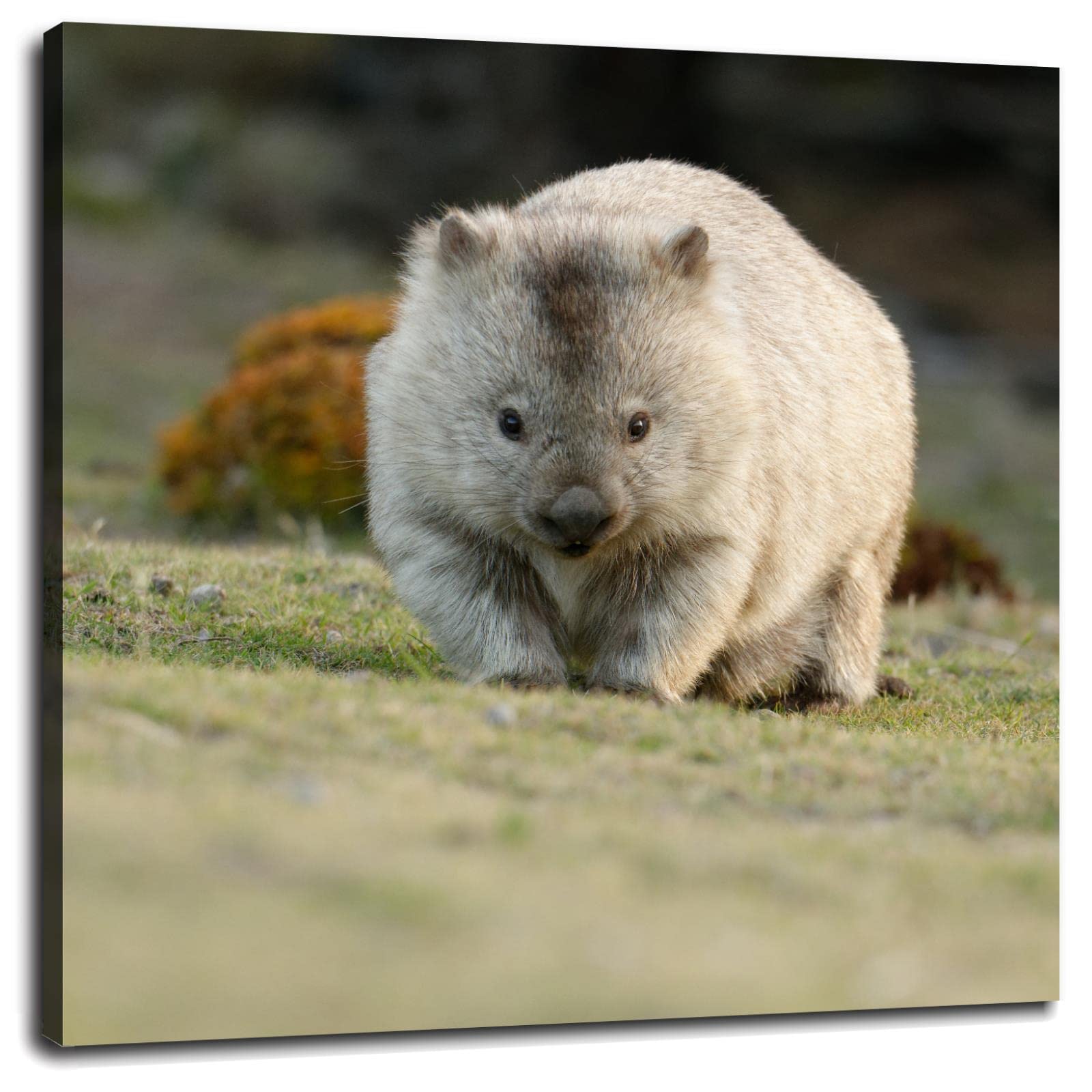Cute Wombat