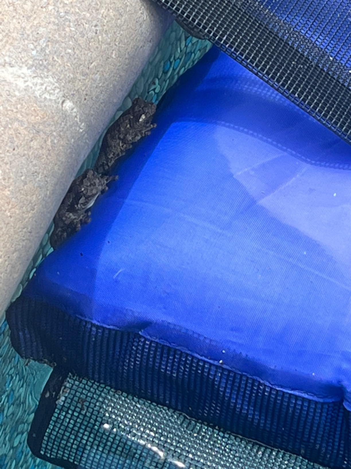 Amazon.com: AOYEVGS 2 Pack Pool Ramp for Animals to Escape, Pool Animal ...