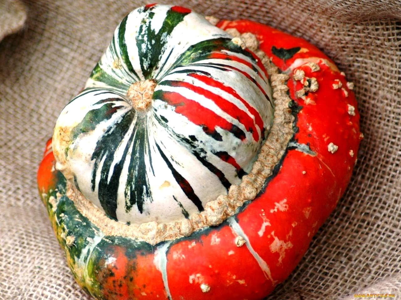Amazon.com : White Warty Specter Pumpkin Seeds for Planting (10 Seeds ...