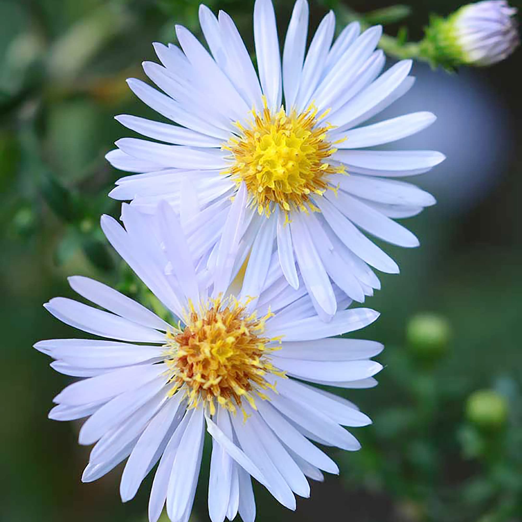 Aster Azureus