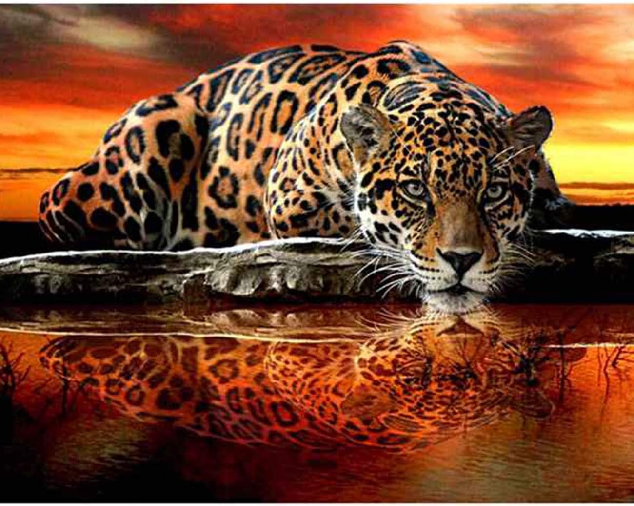Amazon.com: 5D Diamond Painting The Leopard Reflection Full Drill by ...