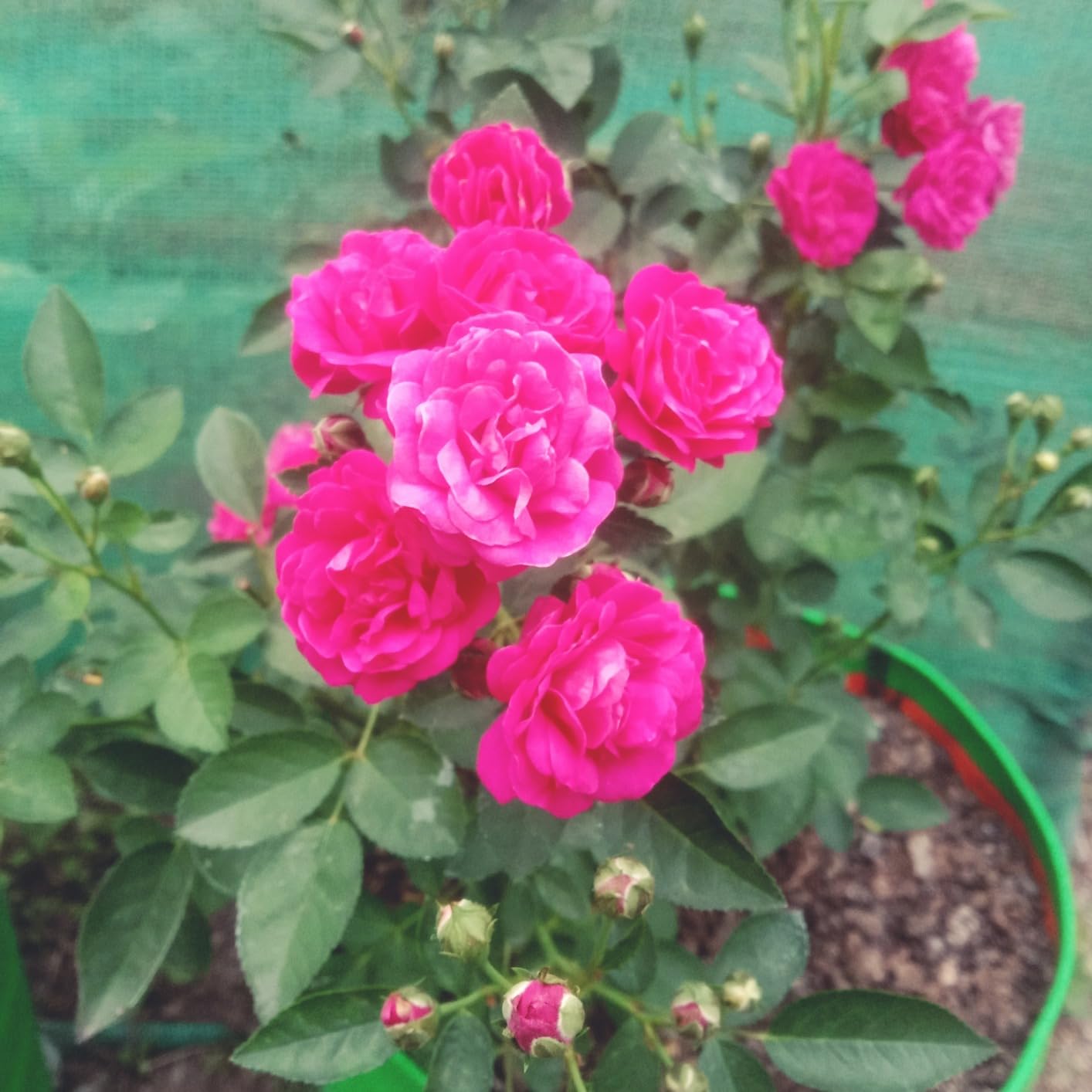 Greenedge Rosewell | ROSE BOOSTER Fertilizer (5 Liters) Liquid ...