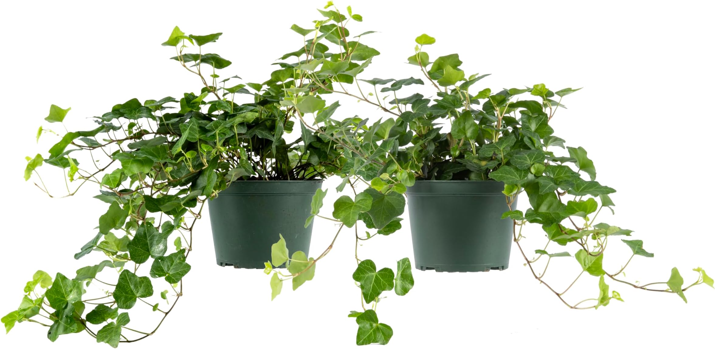 Amazon.com : American Plant Exchange English Ivy – Live 6-Inch 2-Pack ...