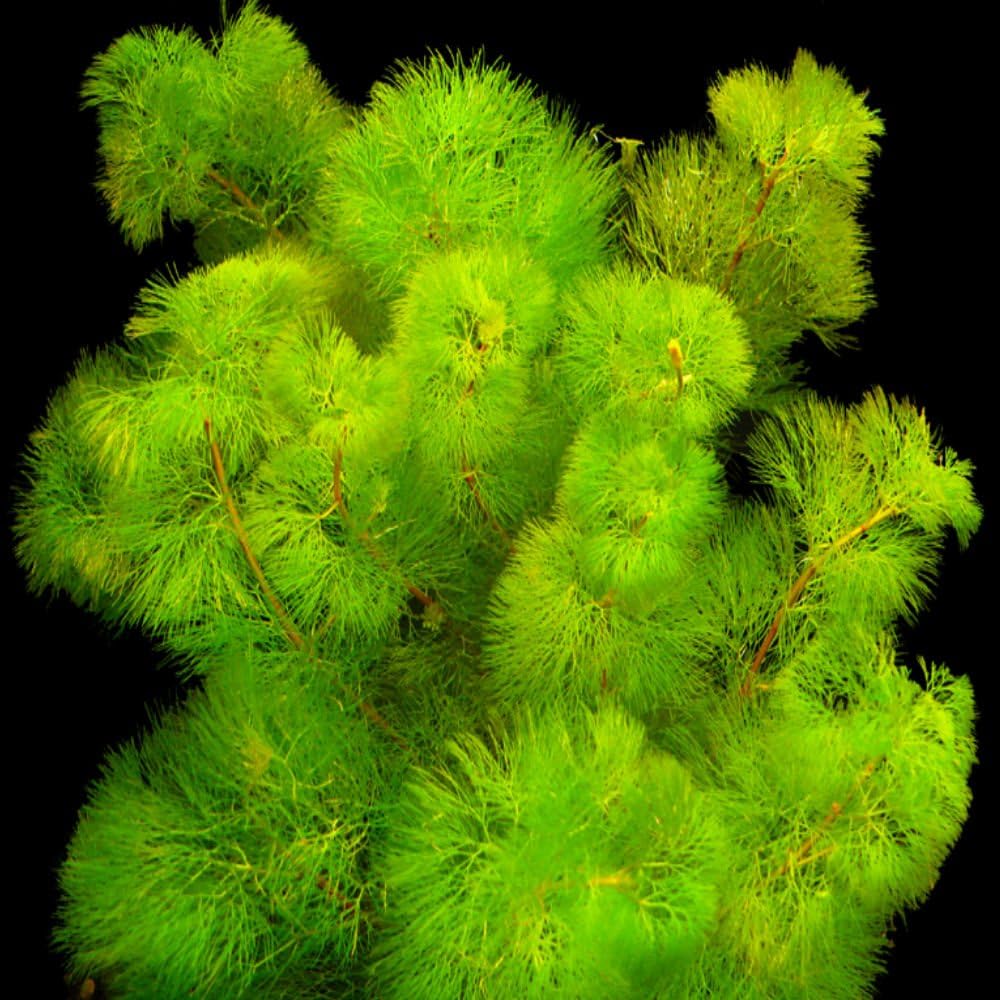 Frogbit Plant (Limnobium Laevigatum) Floating Aquarium and Pond(pack of ...