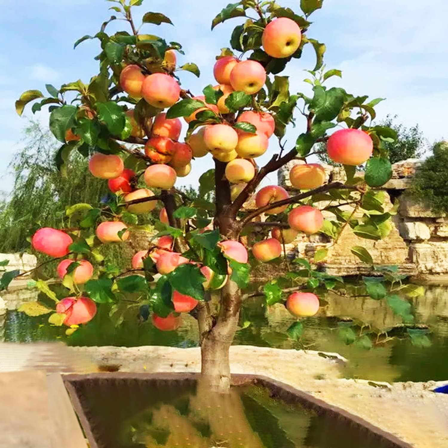 Amazon.com : 30 Pcs Dwarf Bonsai Apple Tree Seeds, Grow Exotic Indoor ...