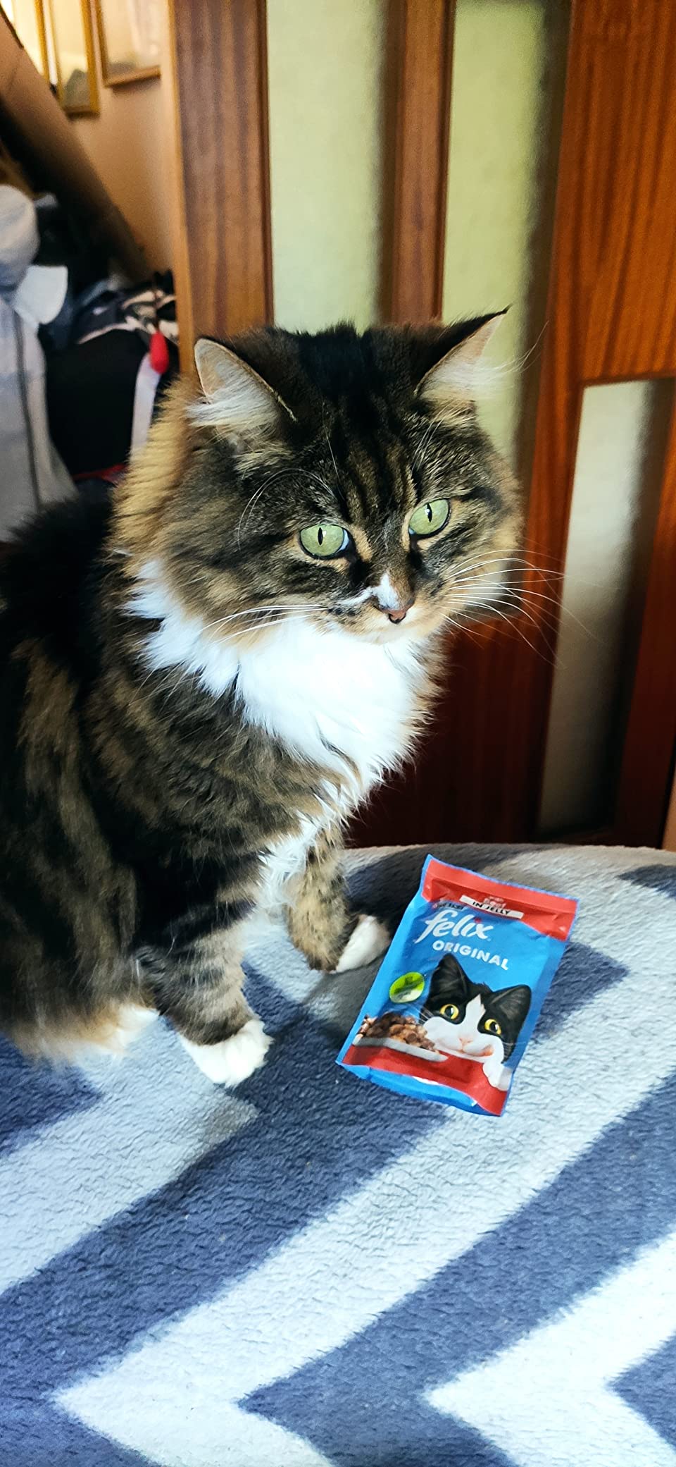 Felix Adult Wet Cat Food Beef in Jelly 20 x 100g Pouches : Amazon.co.uk ...