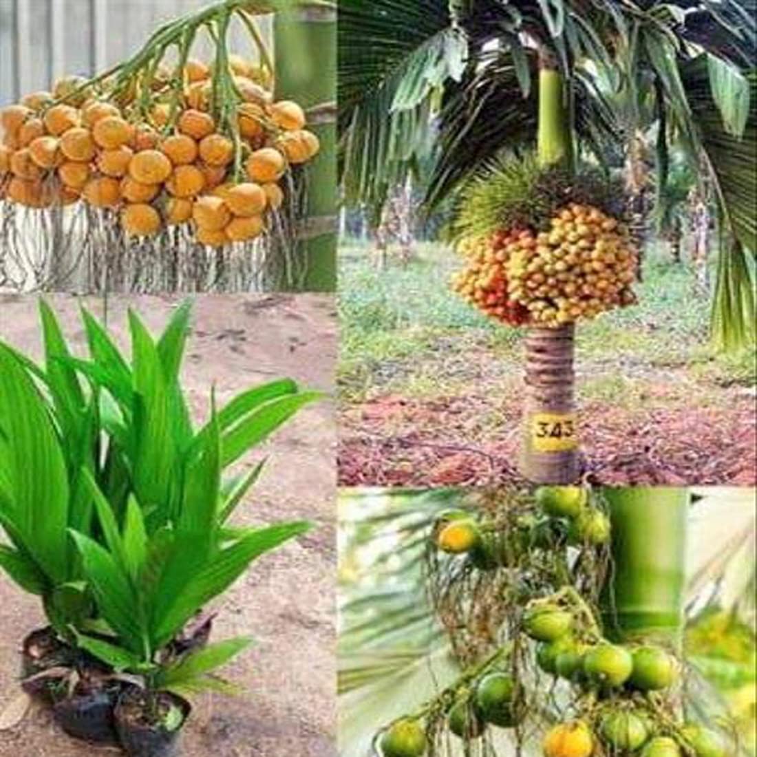 Sarika Nursery Cloud Farm Supari Plant (Hybrid, Pack Of 1) : Amazon.in ...