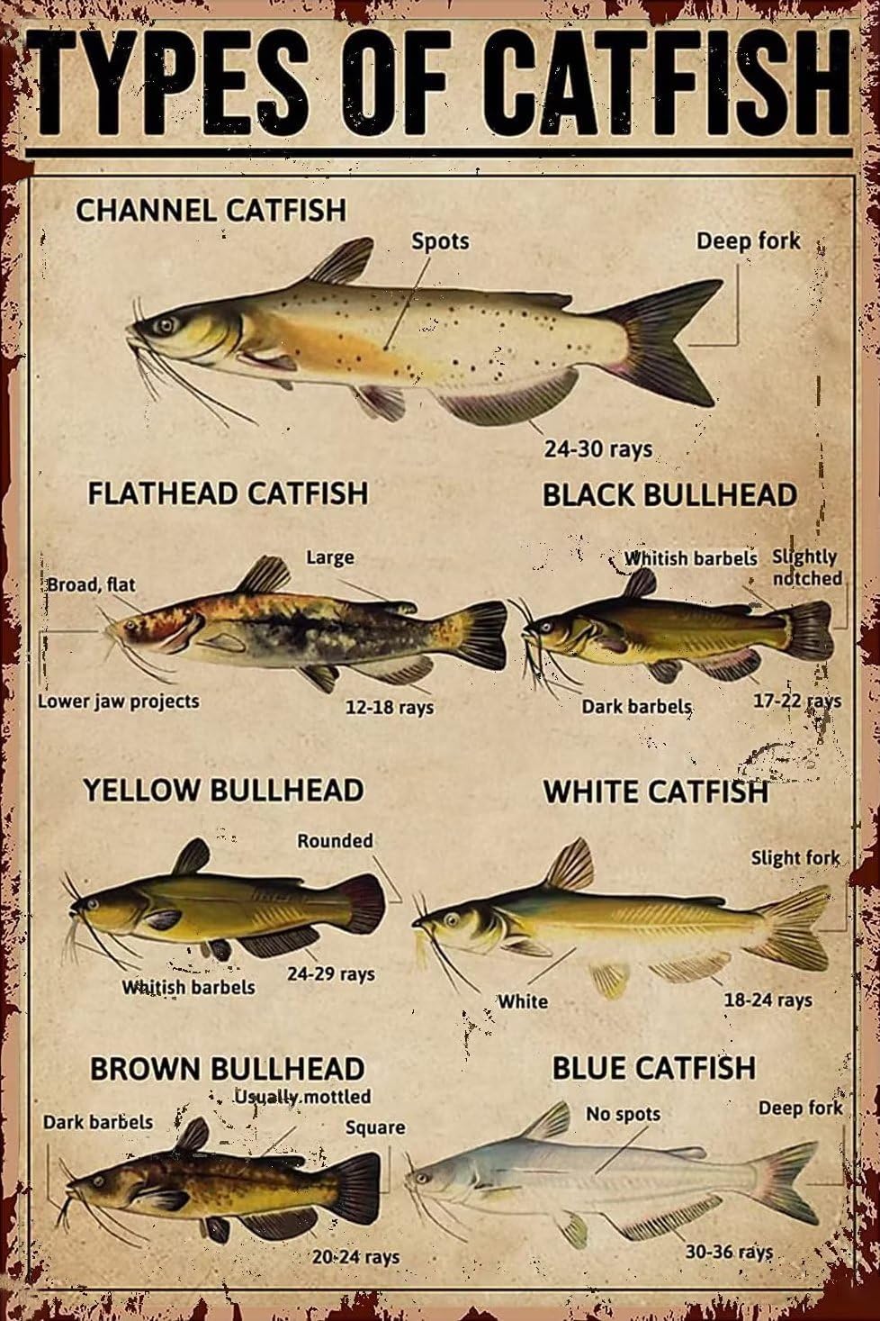 Amazon.com: Pzecaru Types of Catfish Knowledge Diamond Art Painting ...