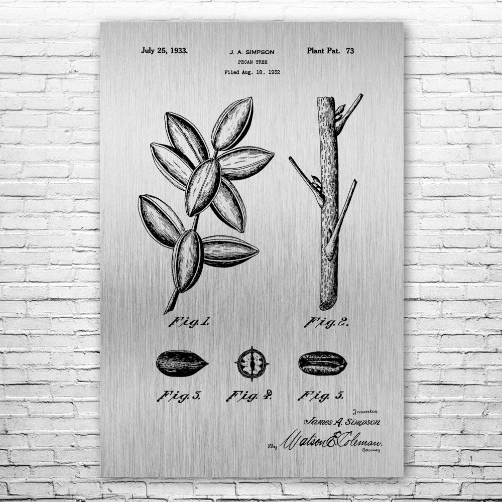 Pecan Tree Drawing