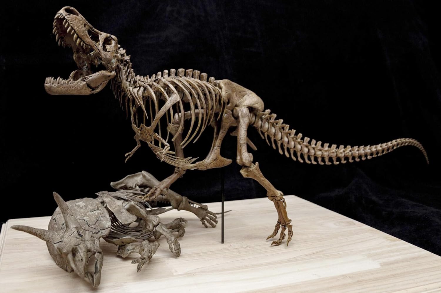 Amazon.com: VWUVWU 1:35 Scale Tyrannosaurus Rex VS Triceratops Scene ...
