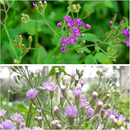 Two different colour of Sahdevi Plant Light Purple & Dark Purple ...