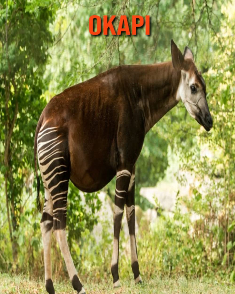 Buy Okapi: Libro para niños con imágenes asombrosas y datos curiosos ...