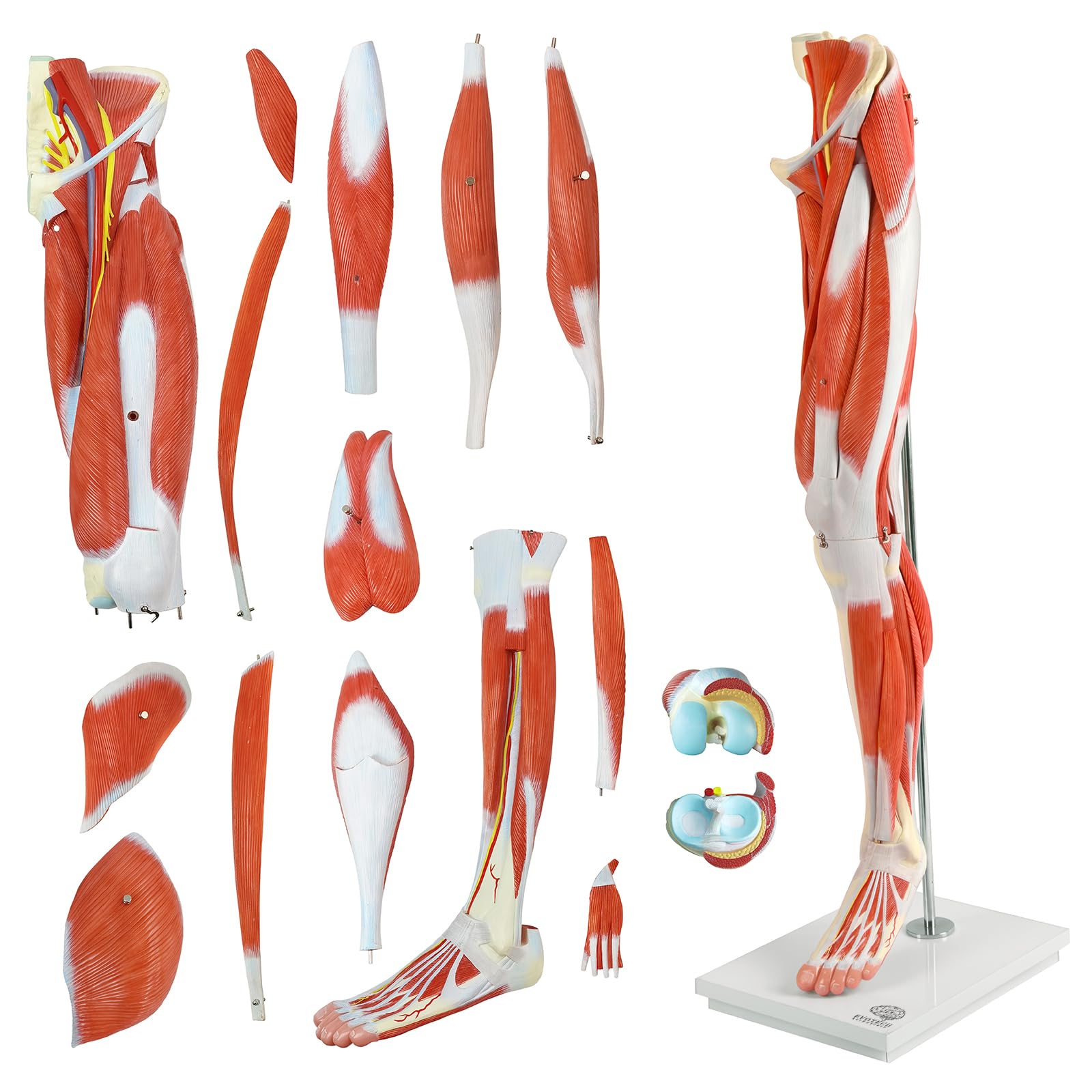 Snapklik.com : Human Leg Muscles Anatomy Model, Life Size 14 Parts ...